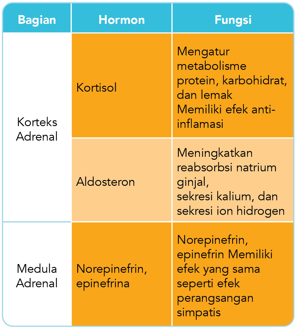 Fisiologi sistem glandula endocrina