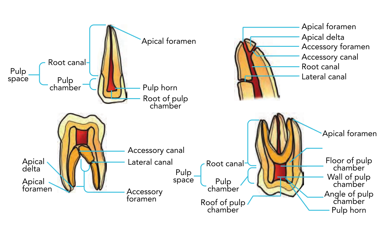 Relevansi Klinis dari Anatomi Saluran Akar