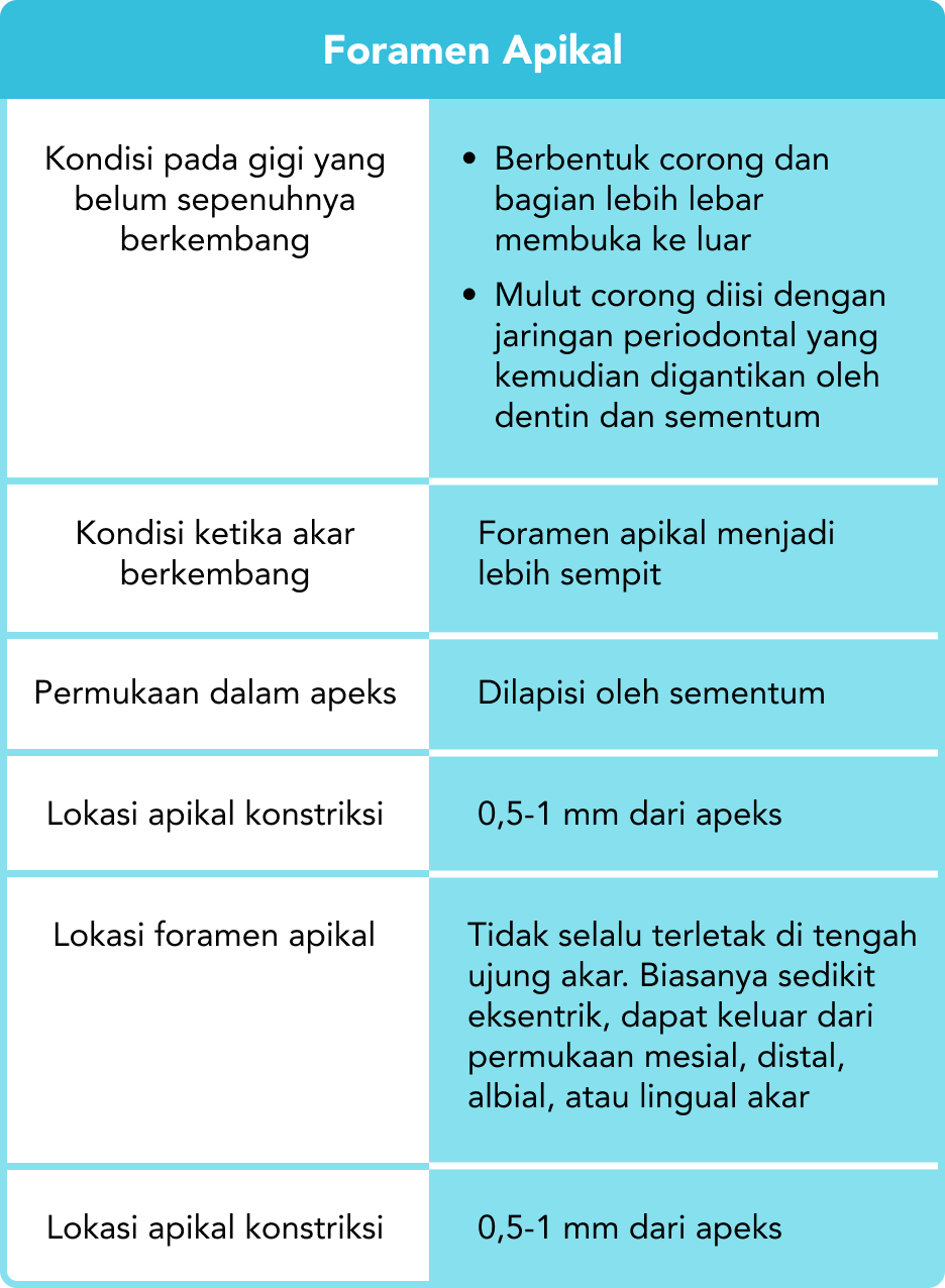Relevansi Klinis dari Anatomi Saluran Akar