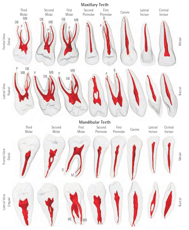 Relevansi Klinis dari Anatomi Saluran Akar