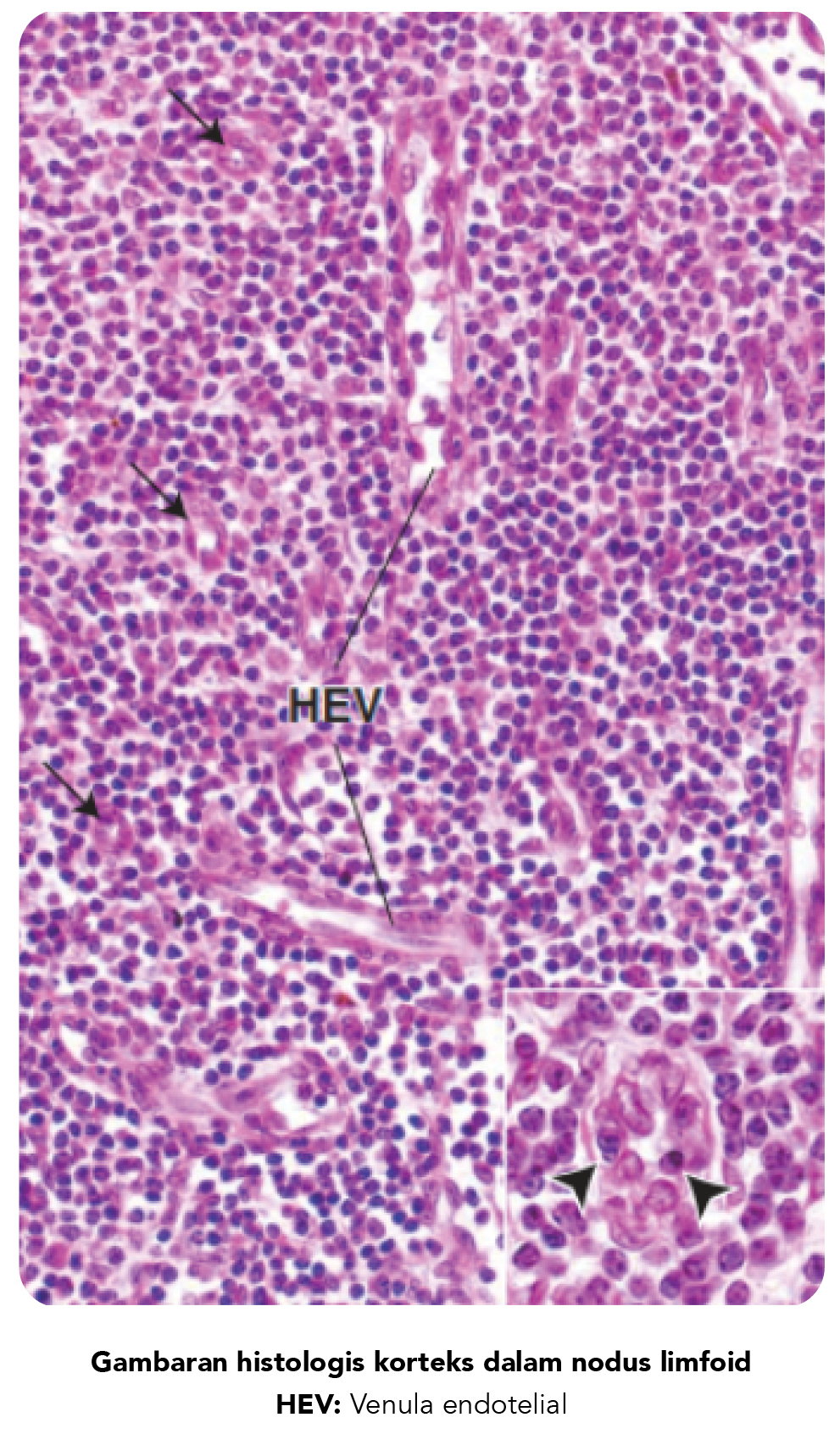 Histologi Sistem Limfatik