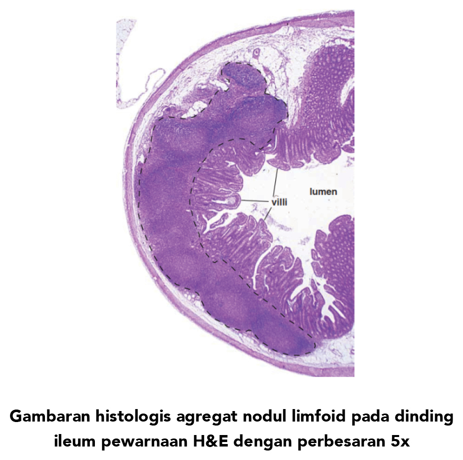 Histologi Sistem Limfatik