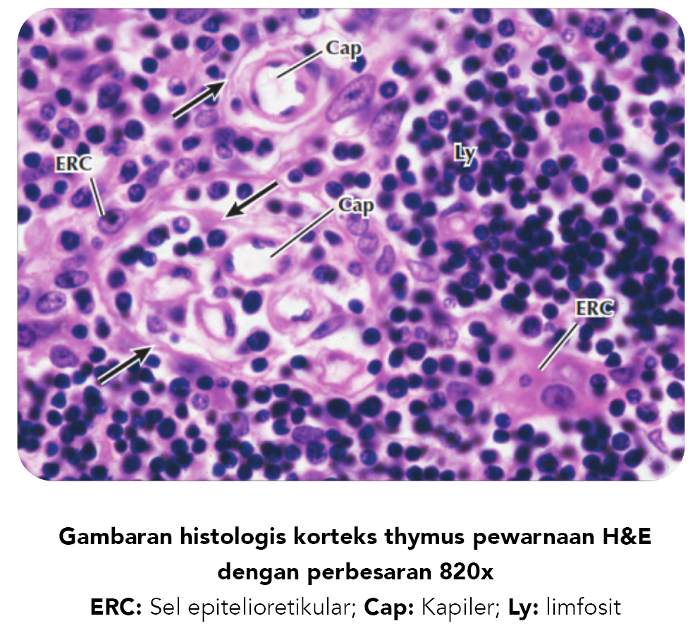 Histologi Sistem Limfatik