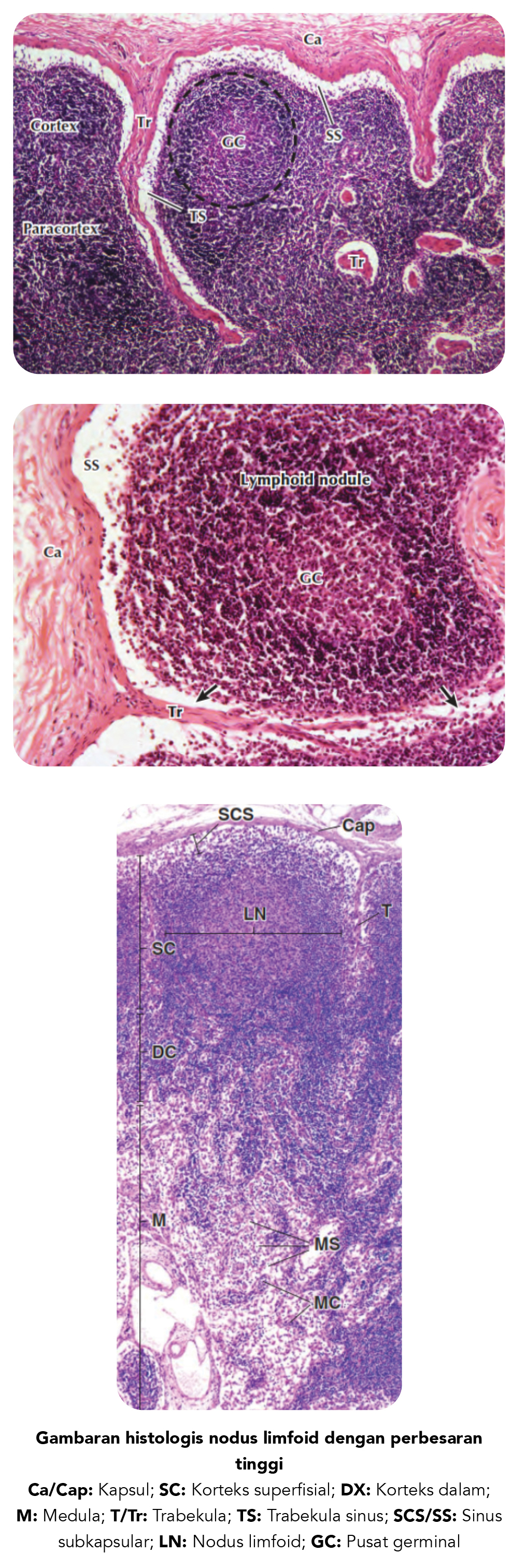 Histologi Sistem Limfatik