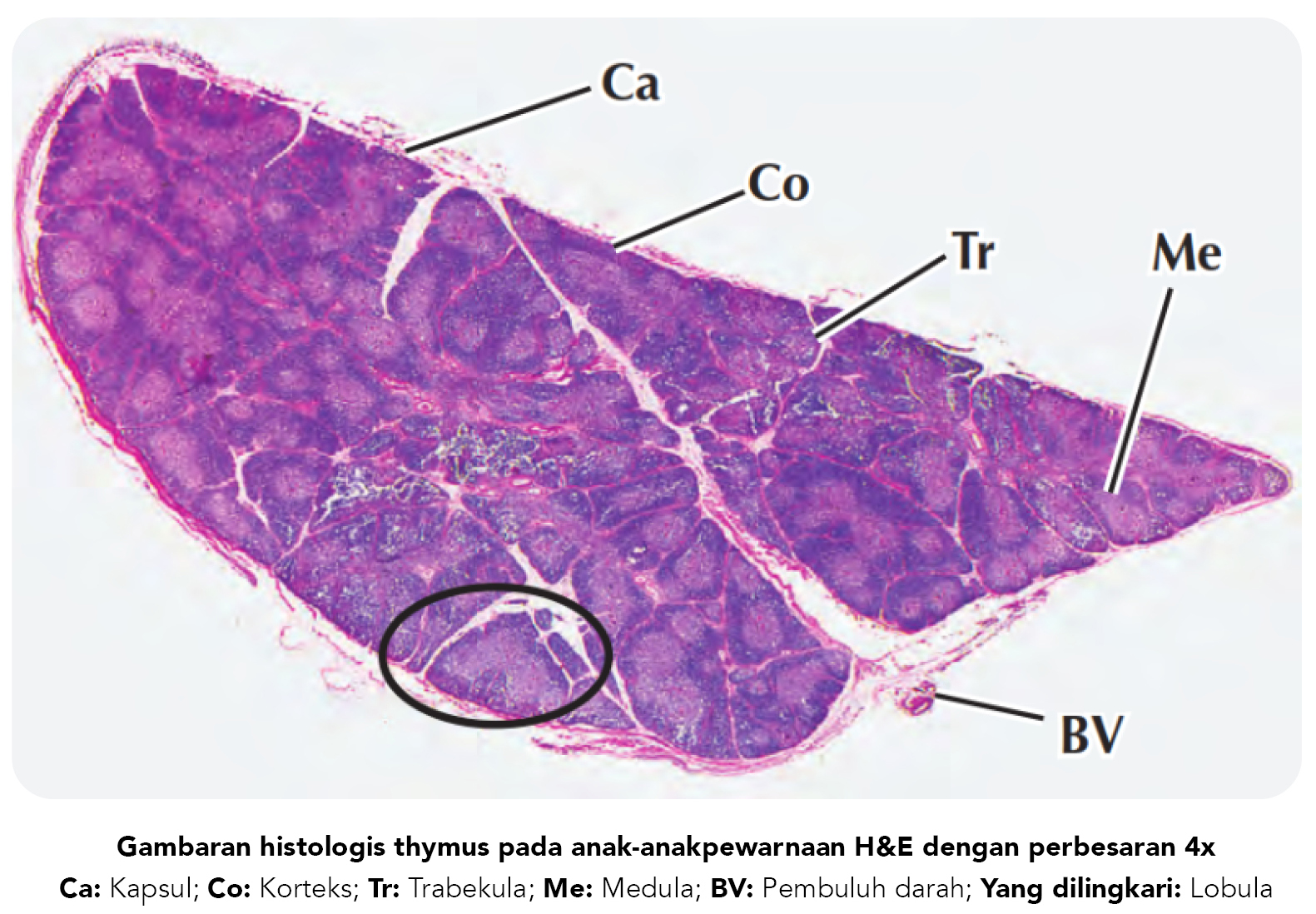 Histologi Sistem Limfatik