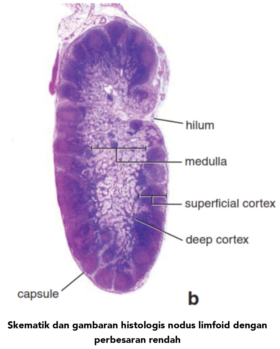 Histologi Sistem Limfatik