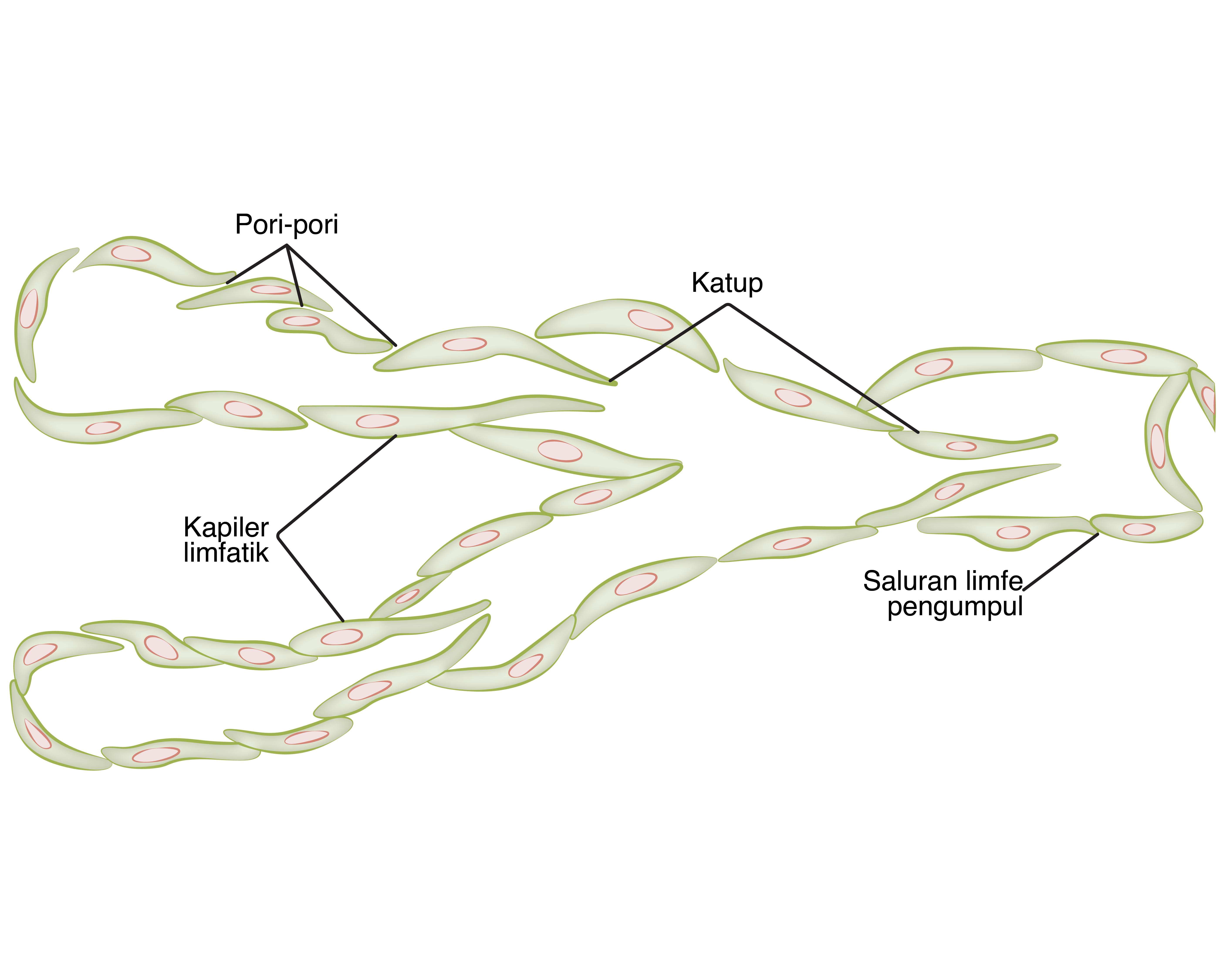 Fisiologi Sistem Limfatik