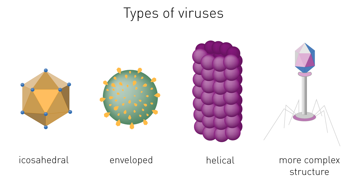 Klasifikasi Mikroorganisme