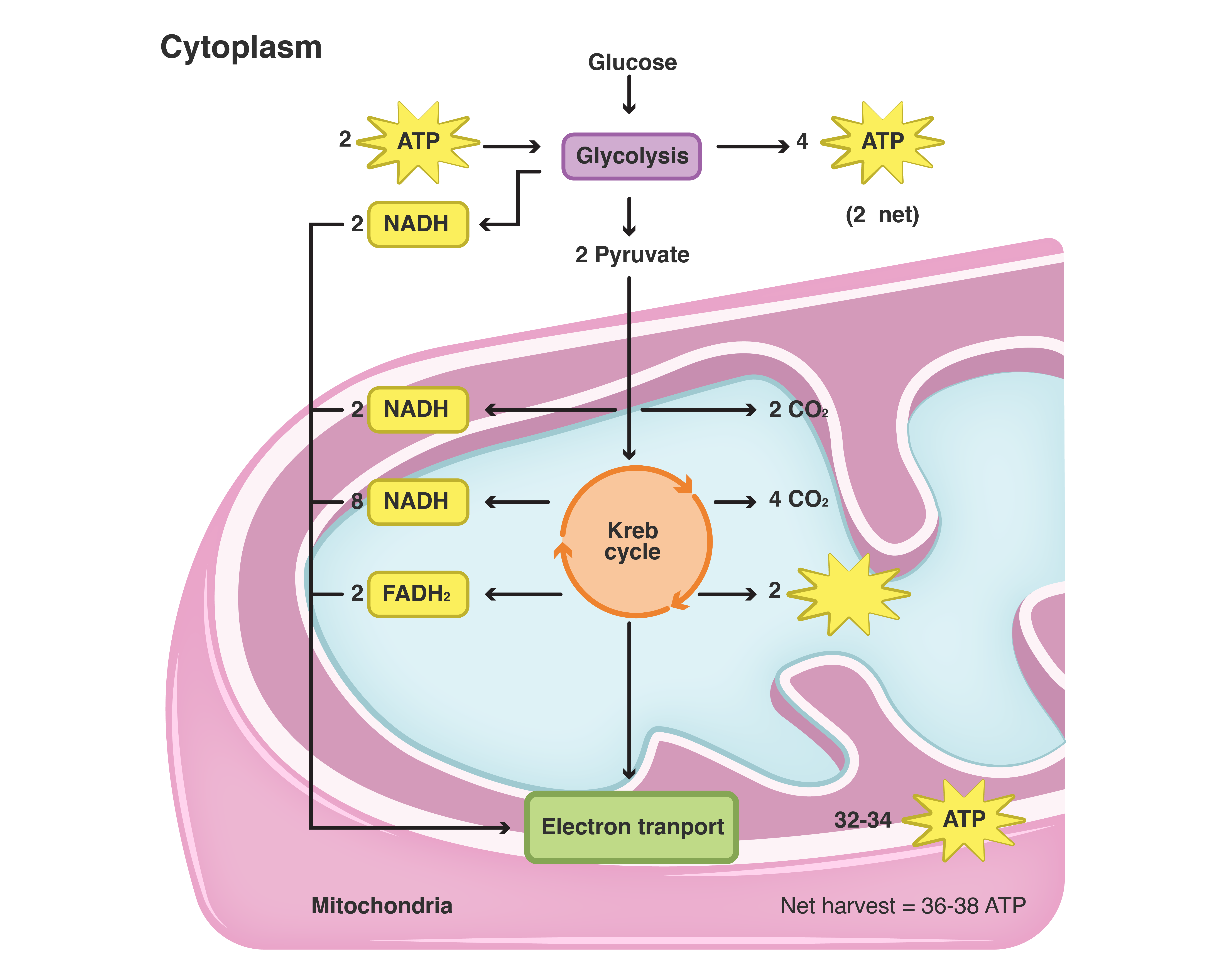 Biokimia Sistem Musculare
