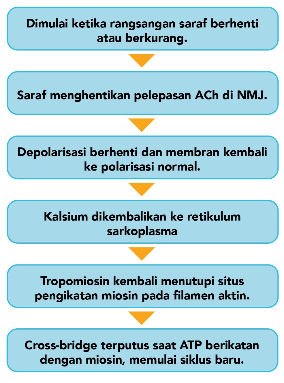 Fisiologi Sistem Musculare