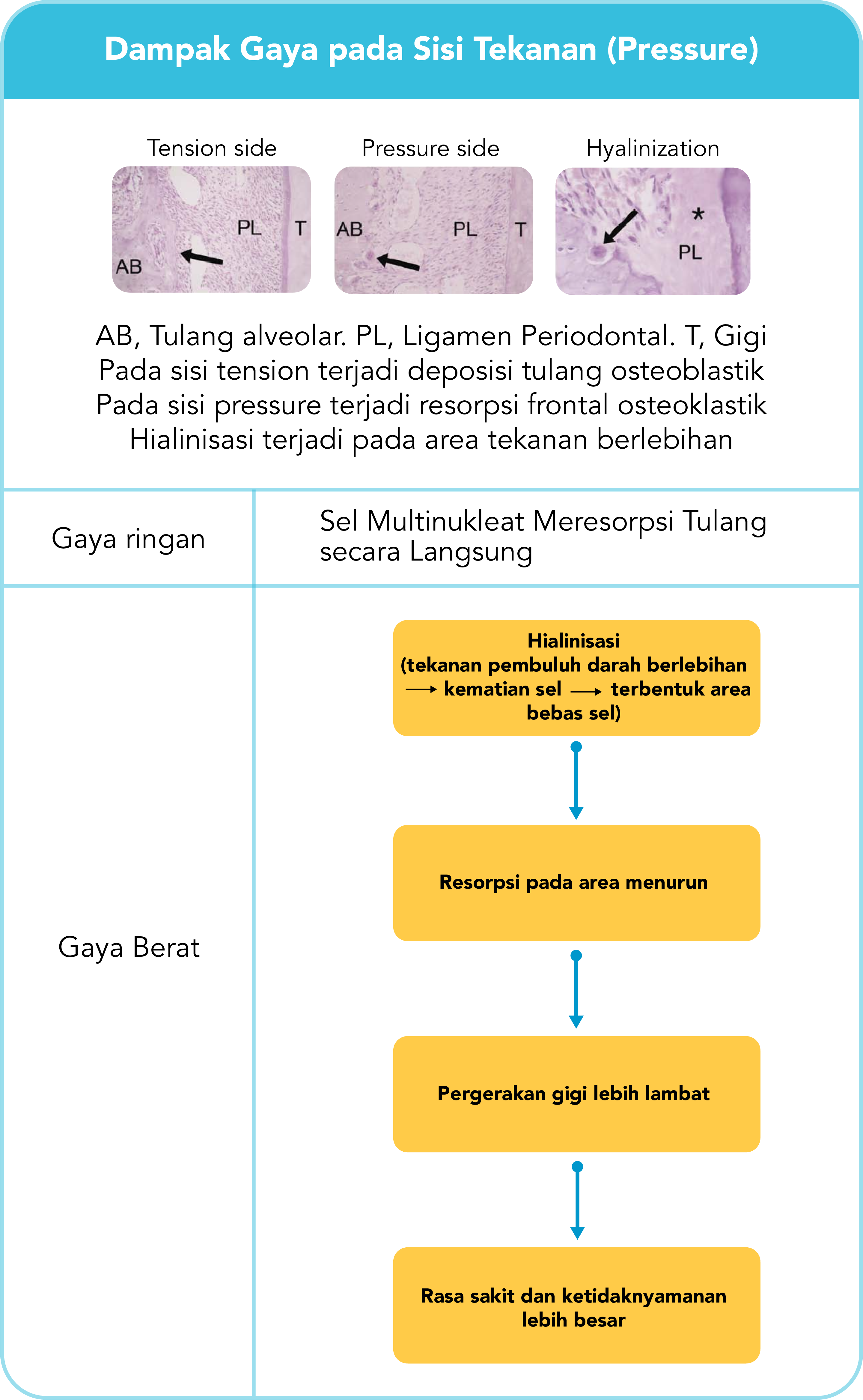 Biomekanika Ortodonti