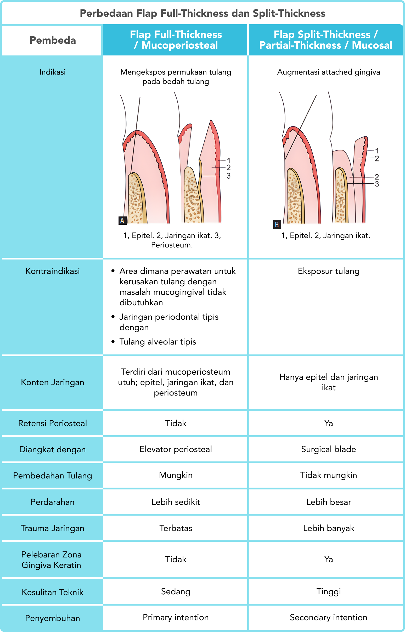 Flap dan Cangkok Gingiva