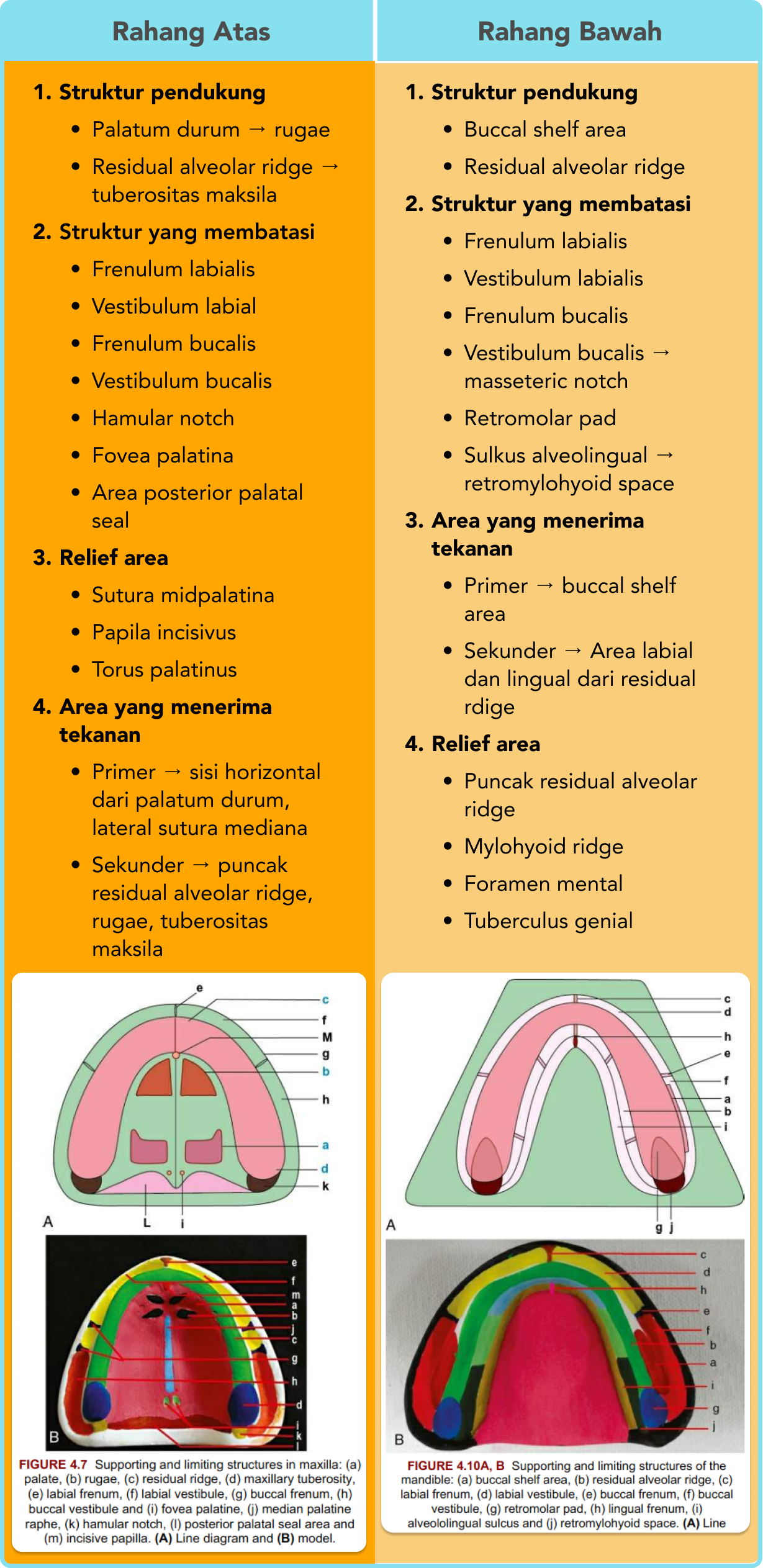 Pengenalan Gigi Tiruan Lengkap (Full Denture)