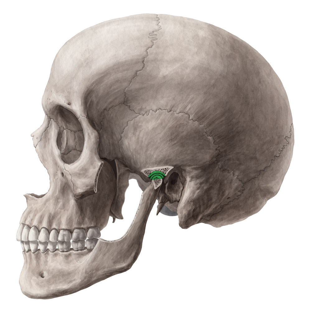 Temporo-Mandibula Joint (TMJ)