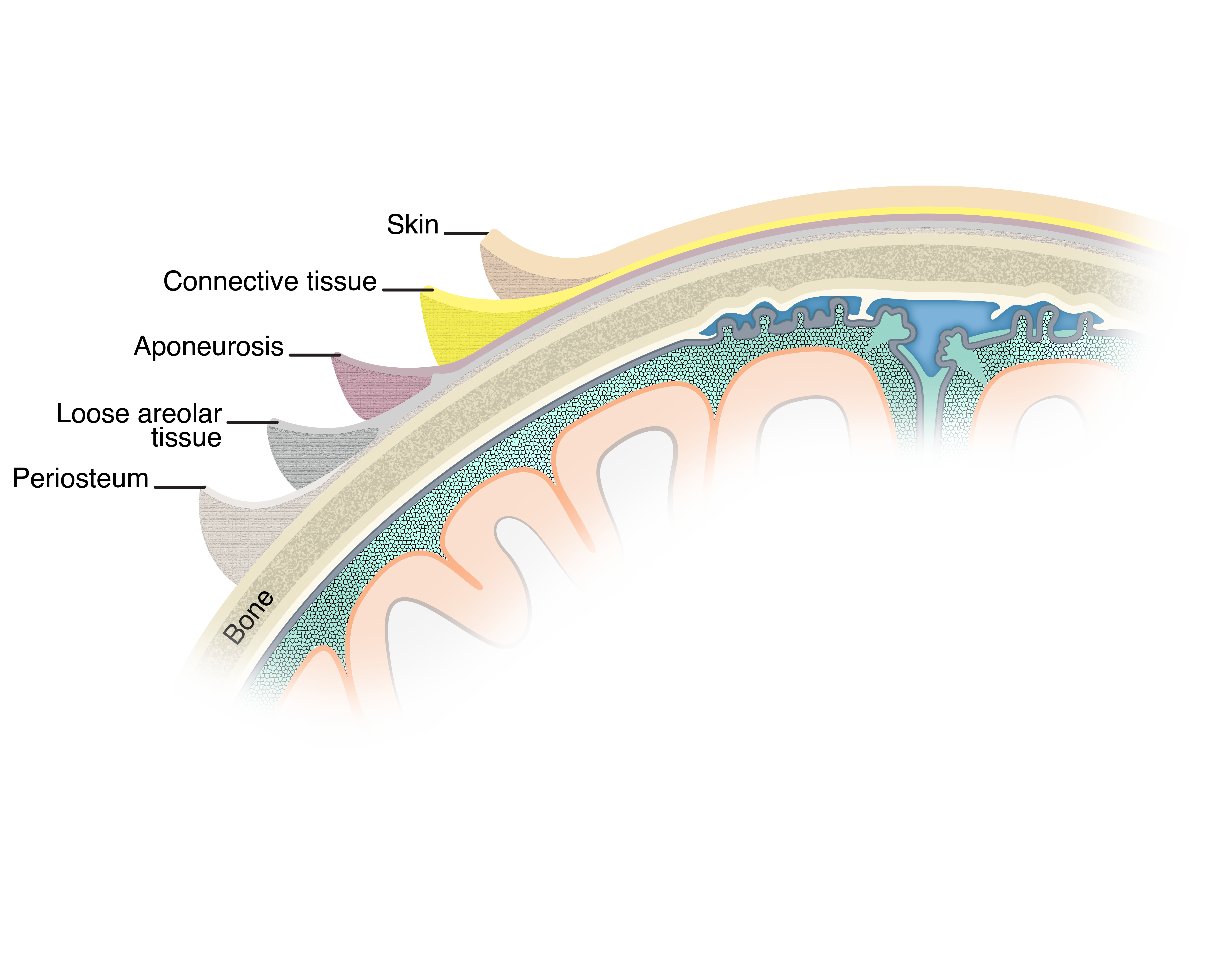Muskuloskeletal Kepala-Leher
