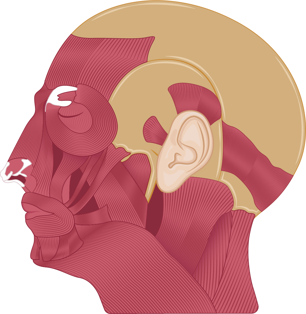 Muskuloskeletal Kepala-Leher