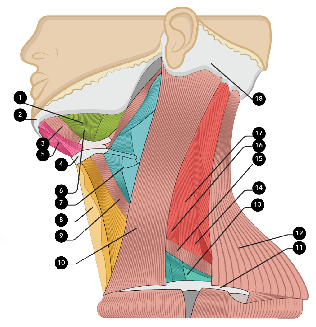 Muskuloskeletal Kepala-Leher