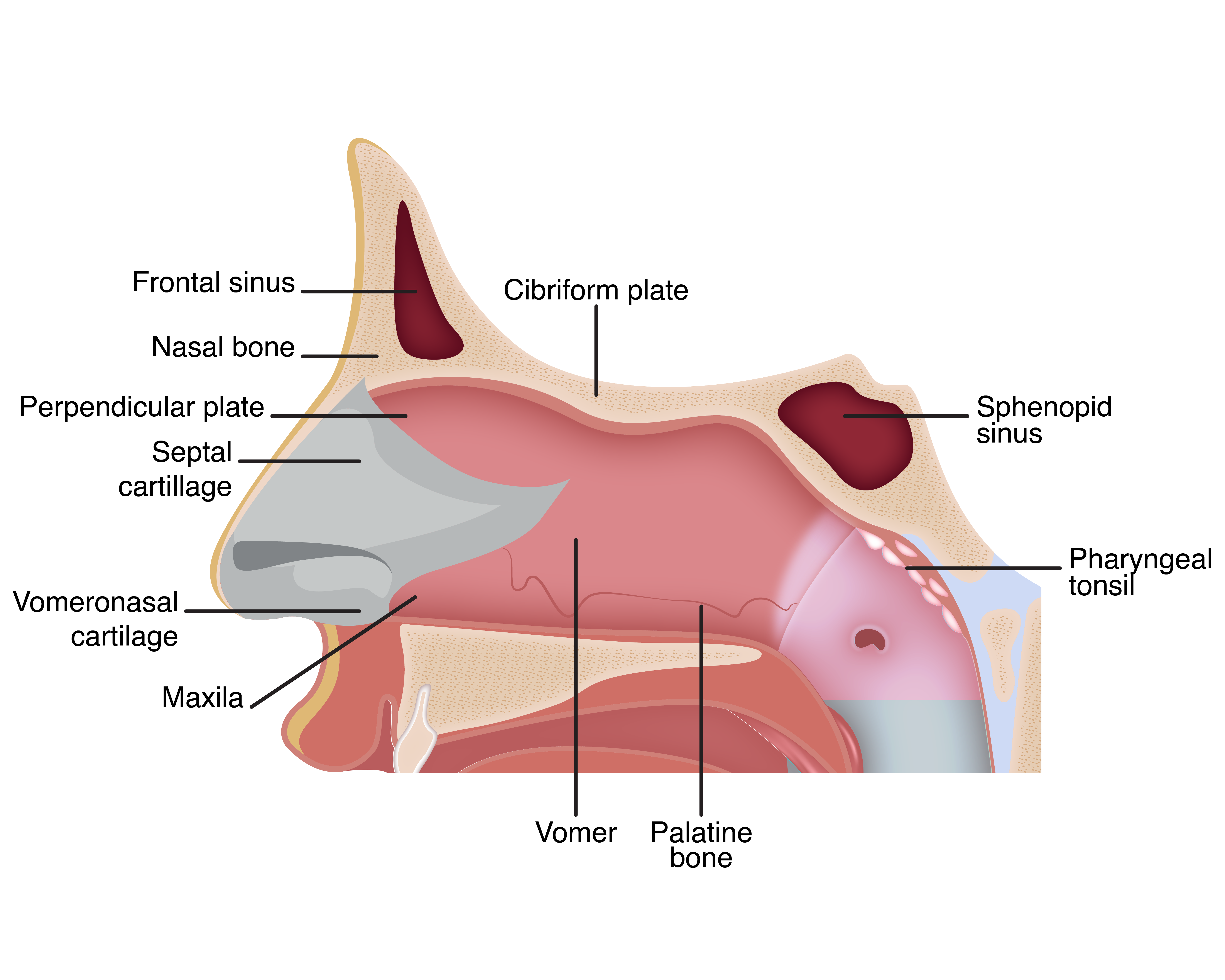 Nasus / Nasal Dan Sinus Paranasal