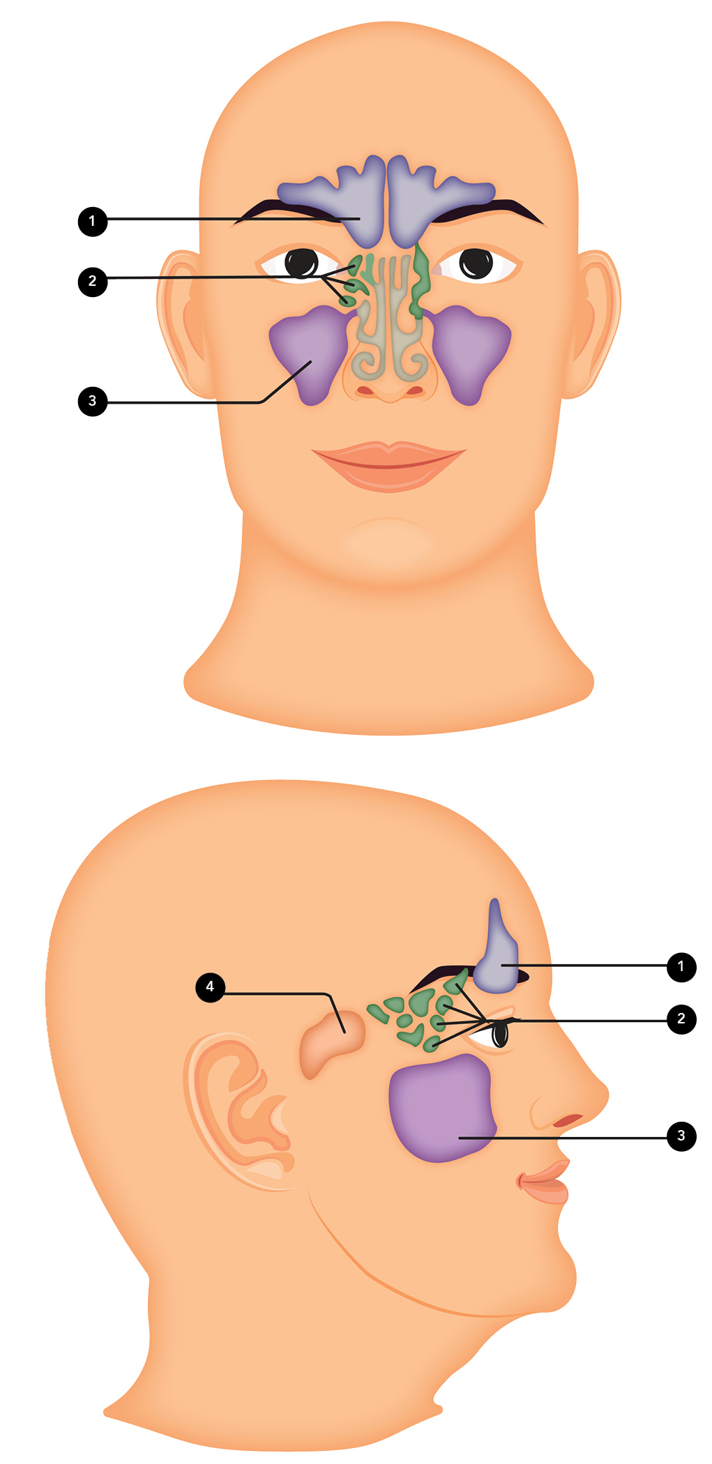 Nasus / Nasal Dan Sinus Paranasal