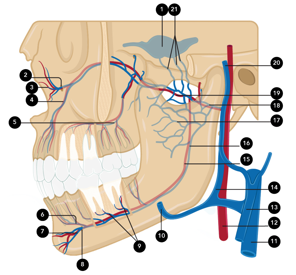 Vaskularisasi Kepala-Leher