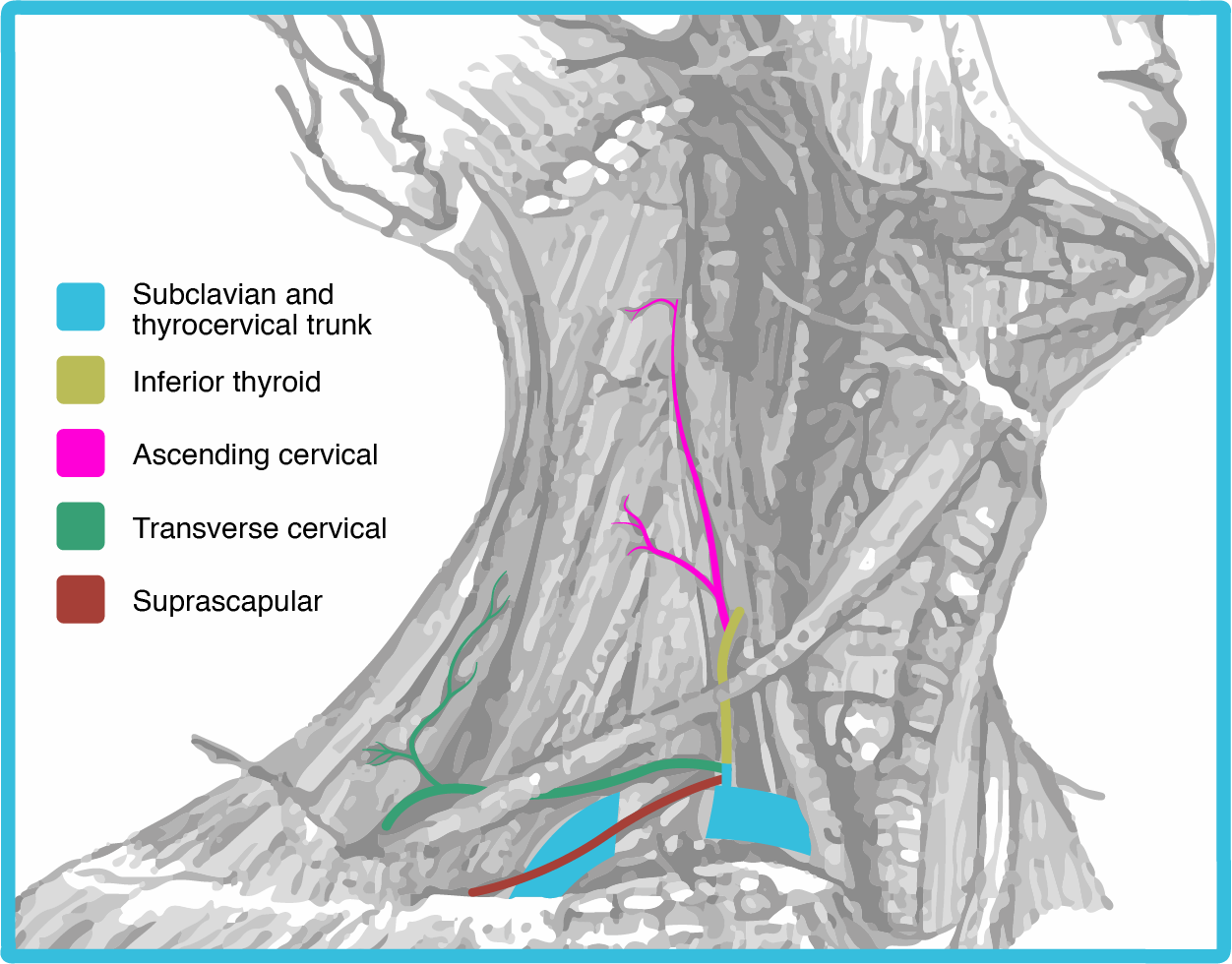 Vaskularisasi Kepala-Leher