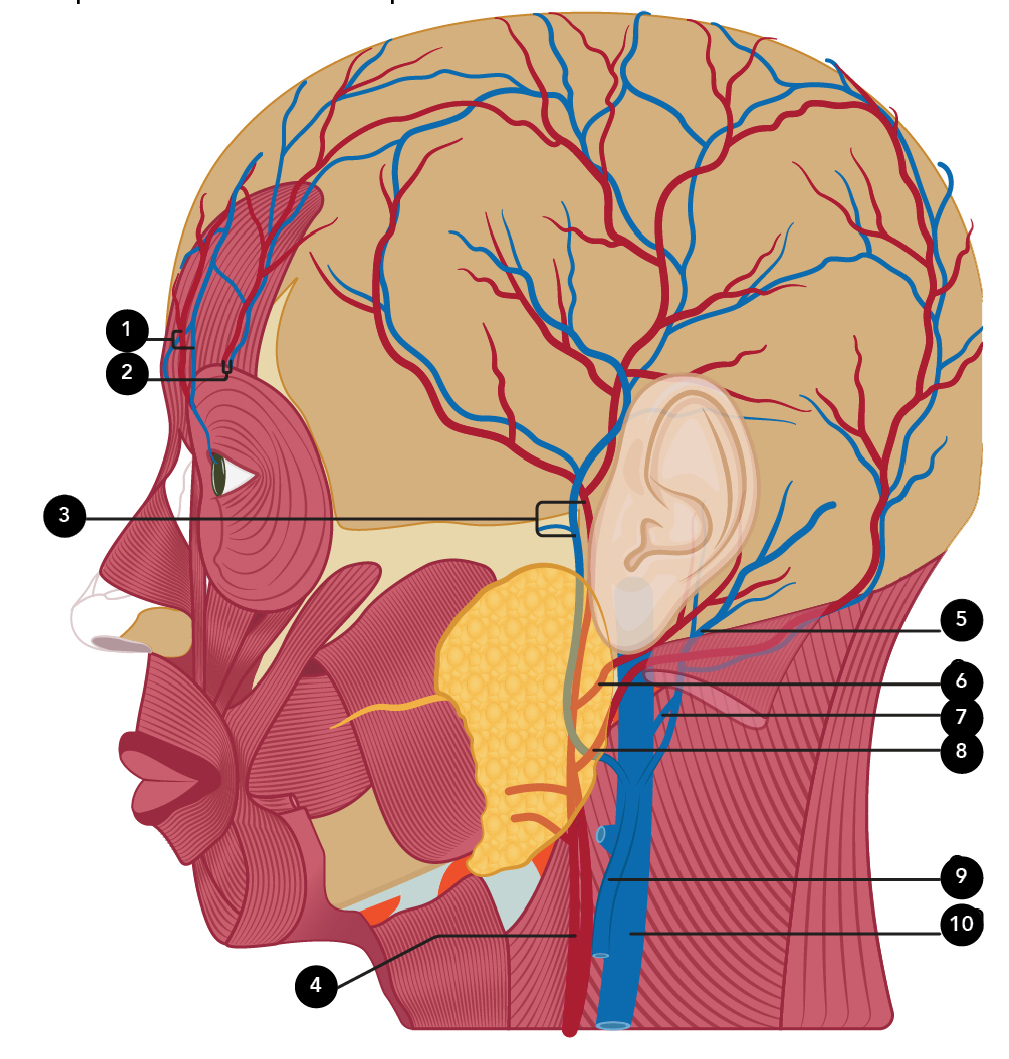 Vaskularisasi Kepala-Leher