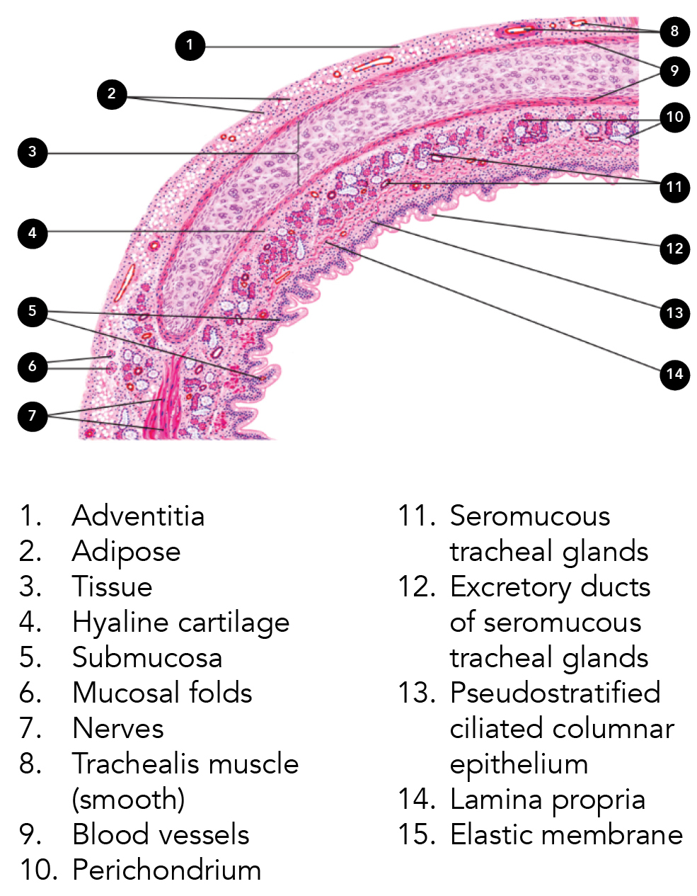 Histologi Saluran Respirasi
