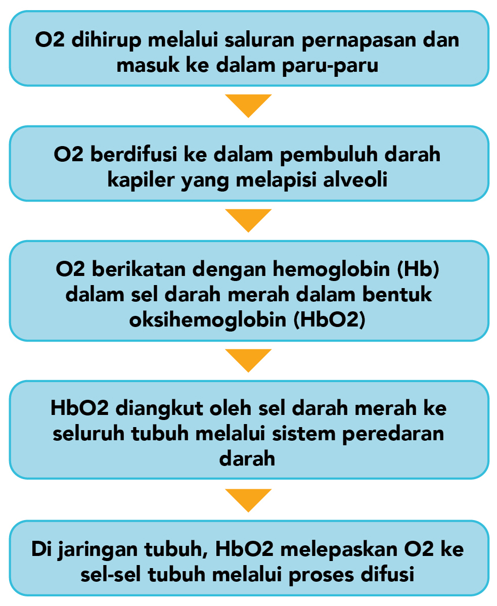Fisiologi Sistem Respirasi