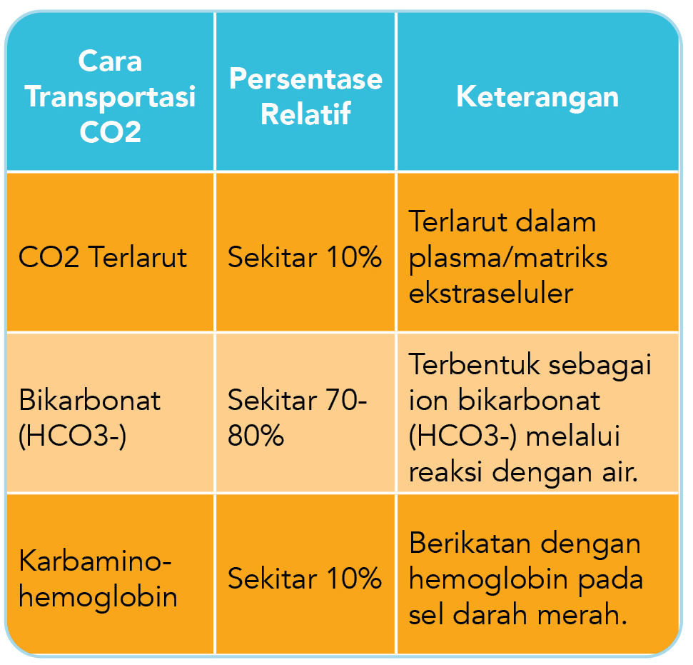 Fisiologi Sistem Respirasi