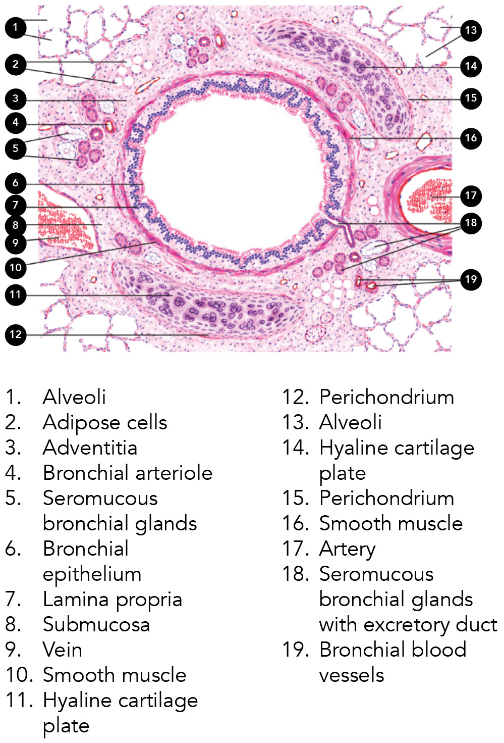 Histologi Saluran Respirasi