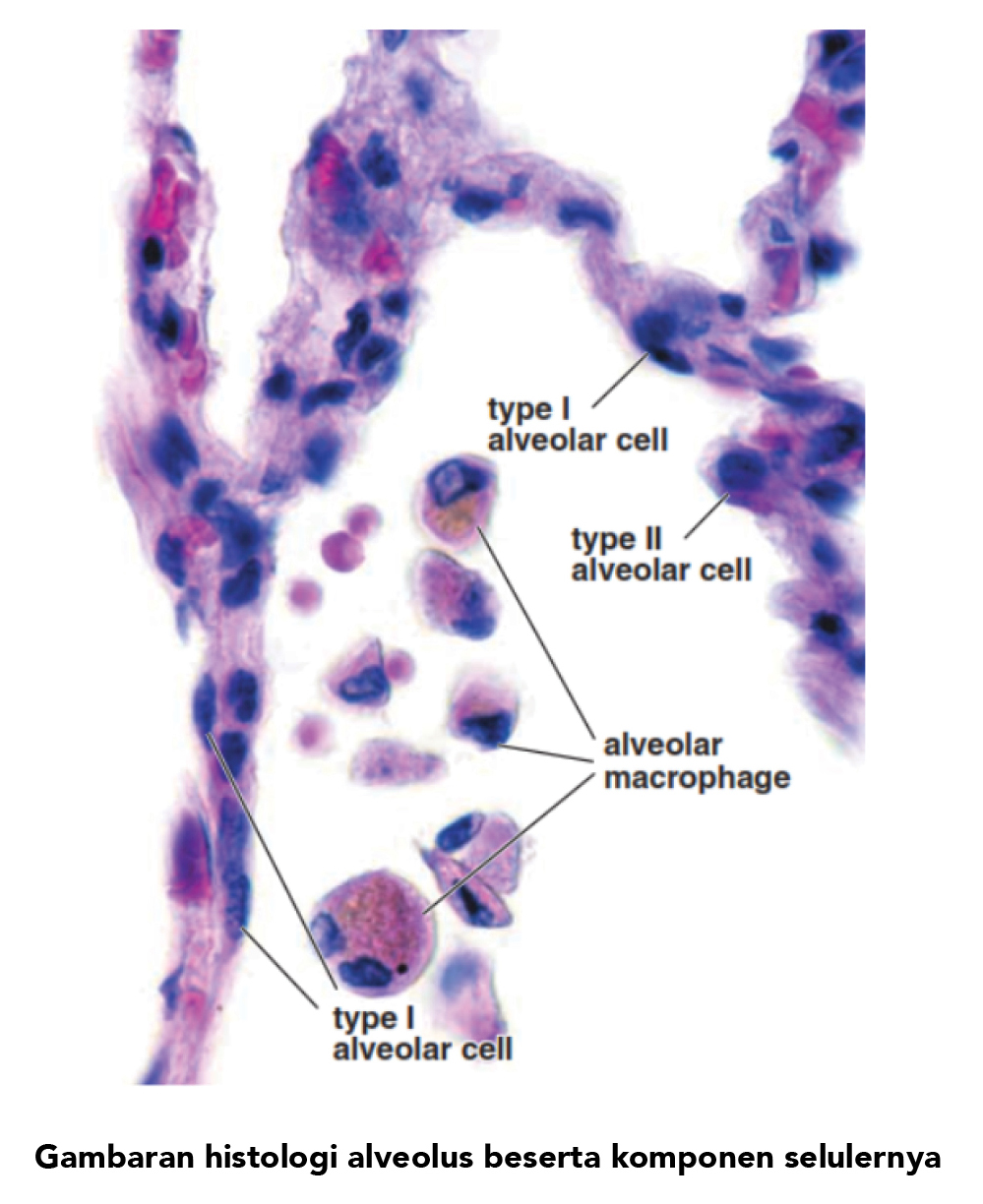 Histologi Saluran Respirasi