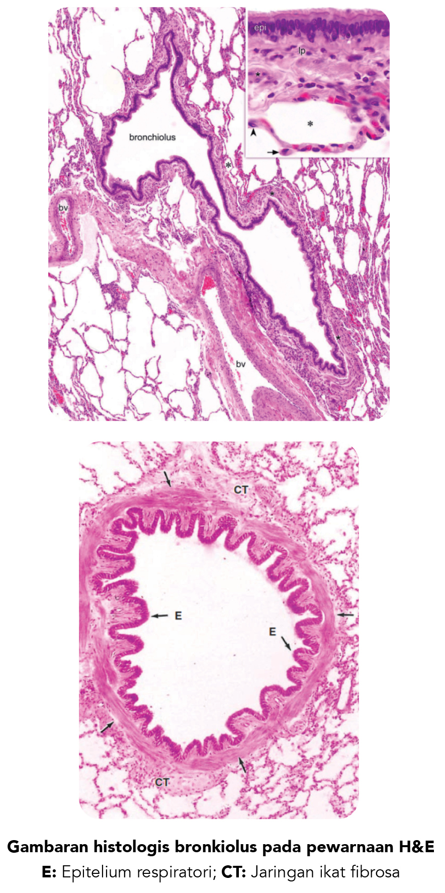 Histologi Saluran Respirasi