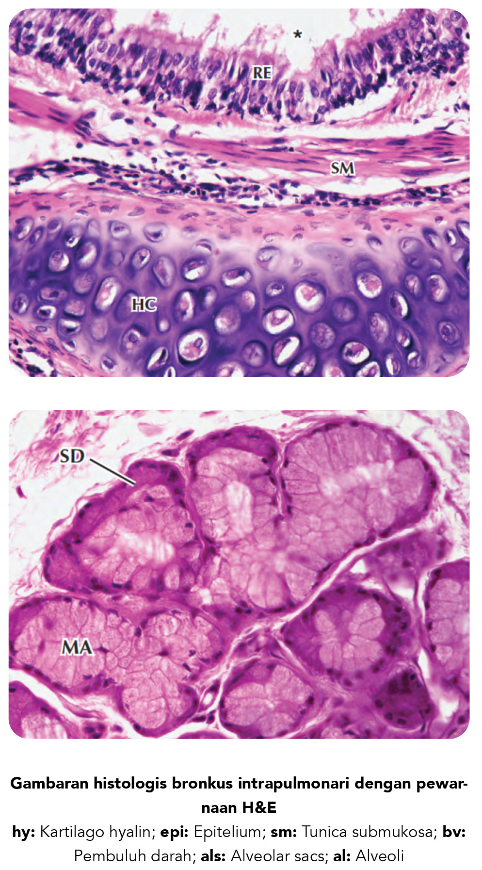 Histologi Saluran Respirasi