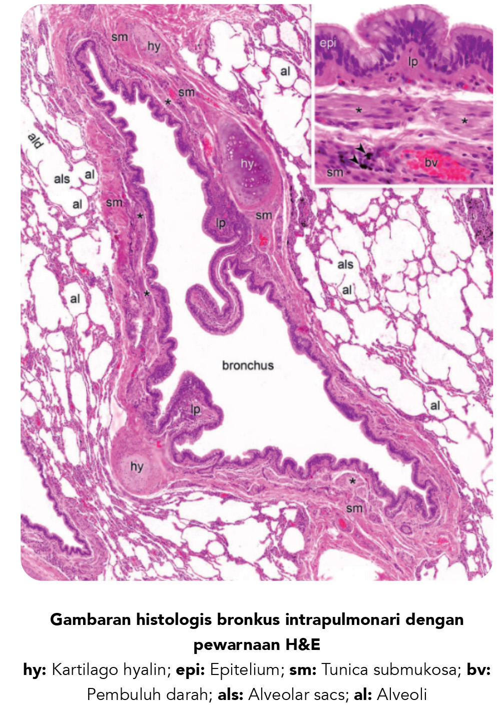 Histologi Saluran Respirasi