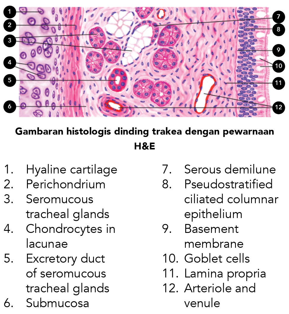 Histologi Saluran Respirasi