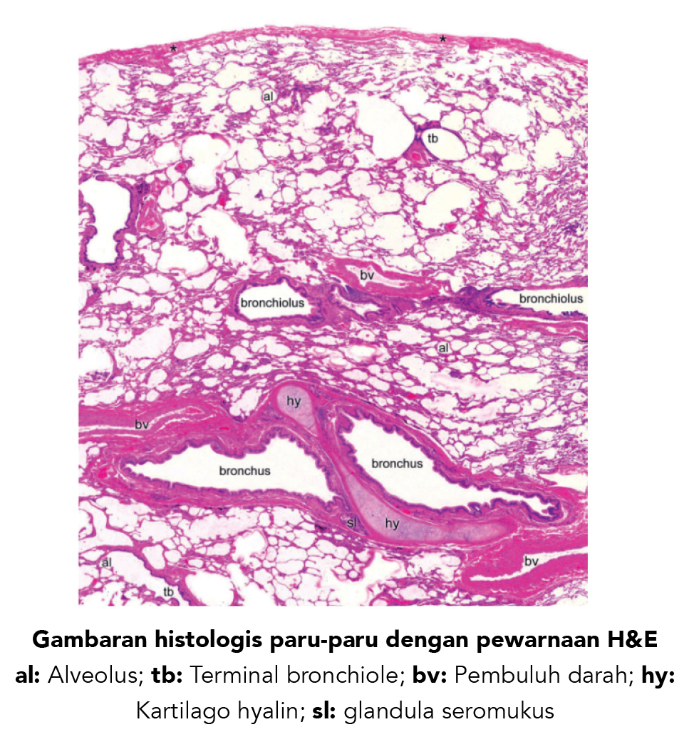 Histologi Saluran Respirasi