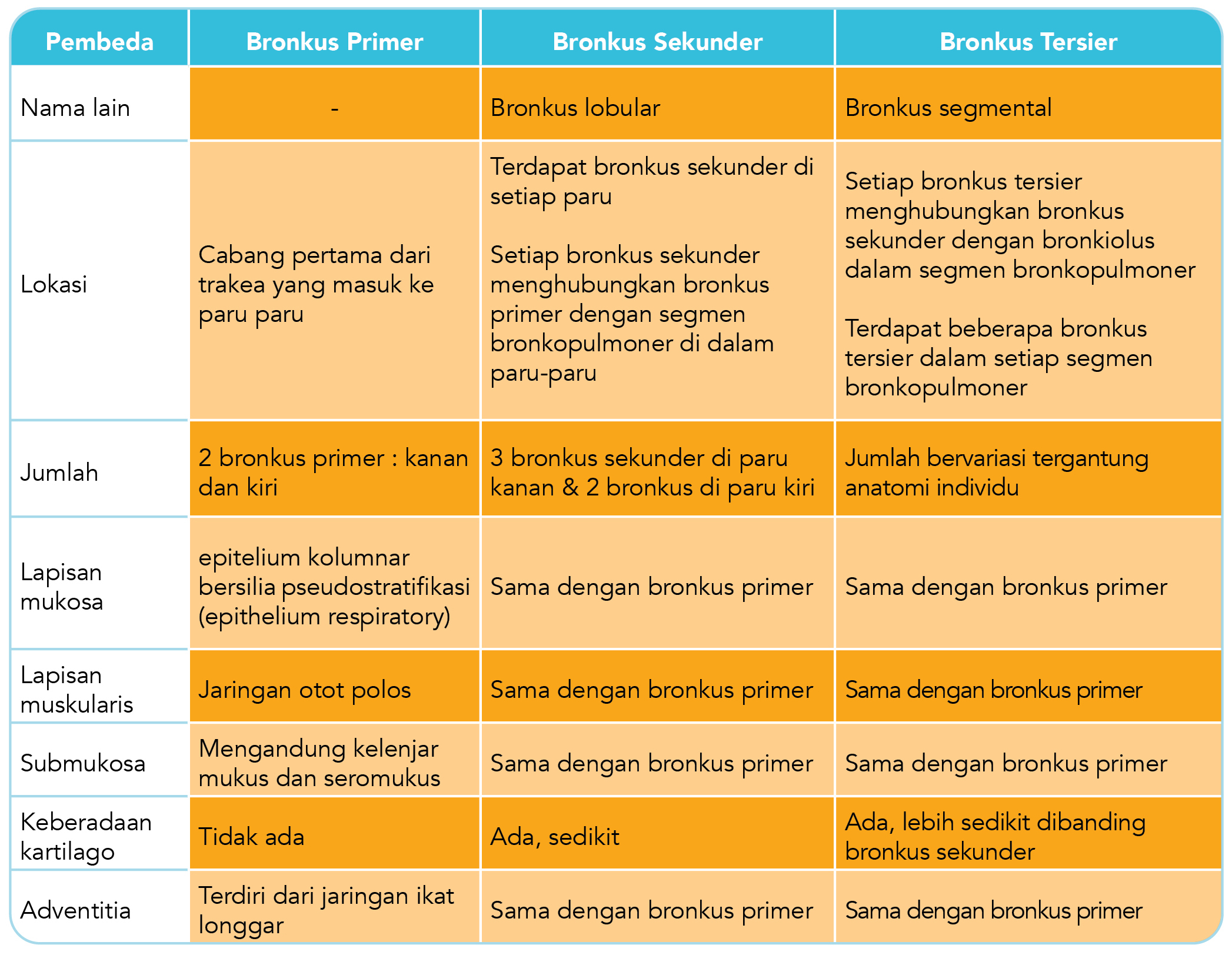 Histologi Saluran Respirasi