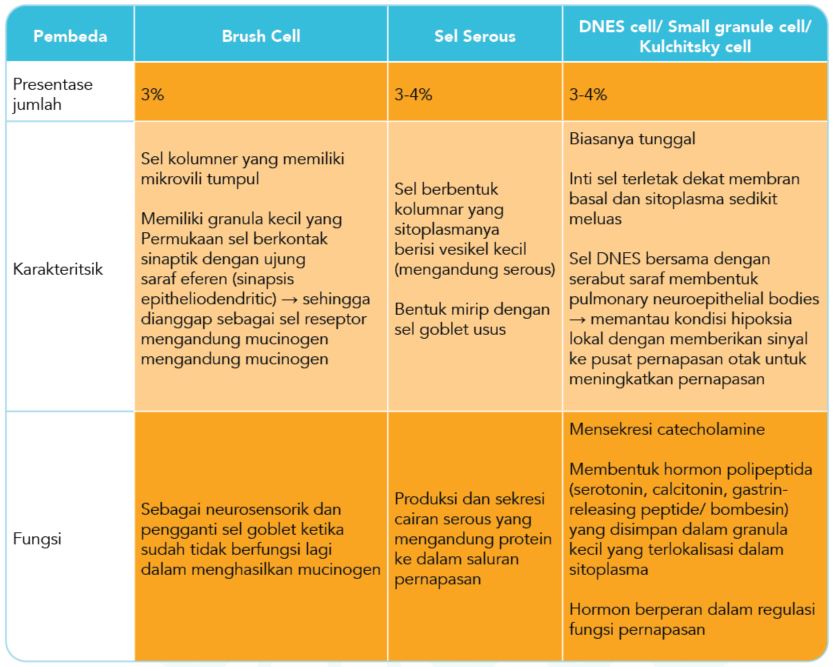 Histologi Saluran Respirasi