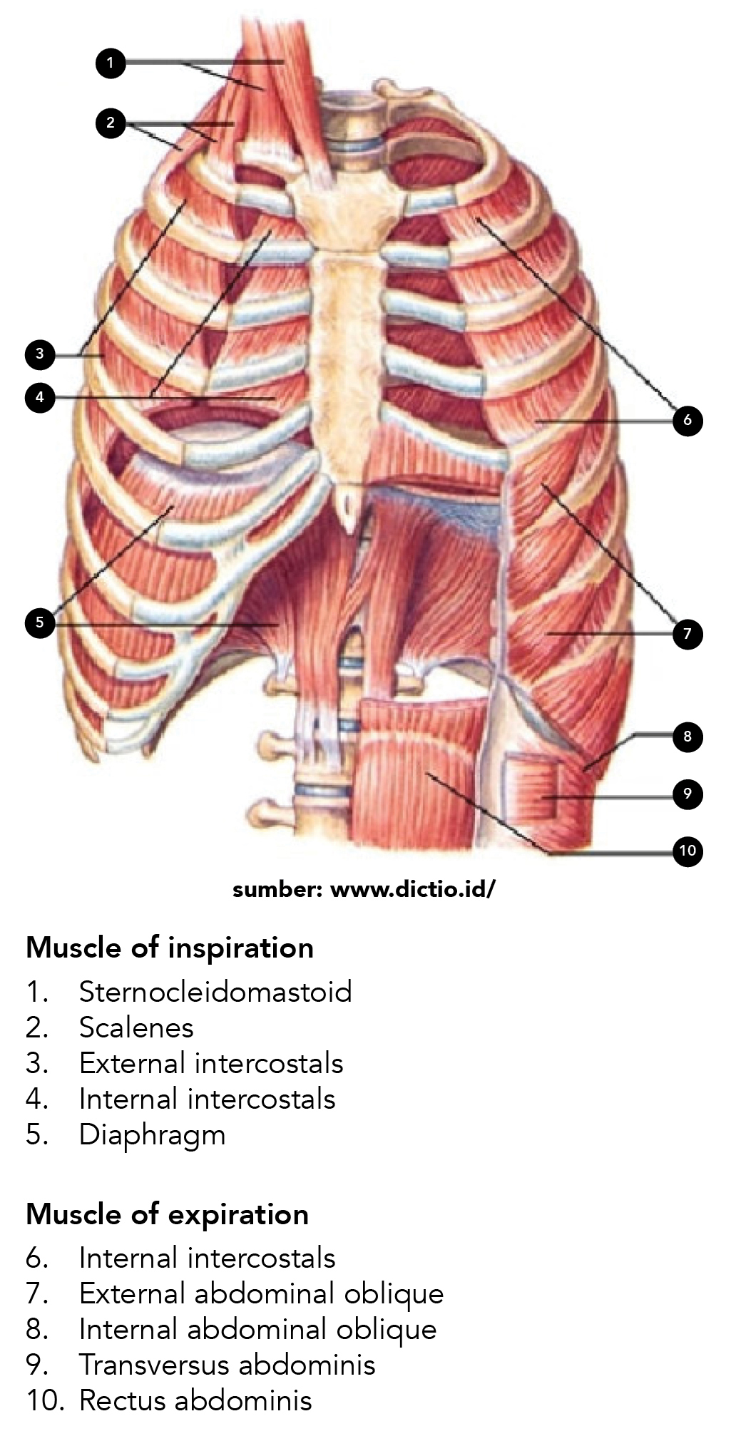 Fisiologi Sistem Respirasi