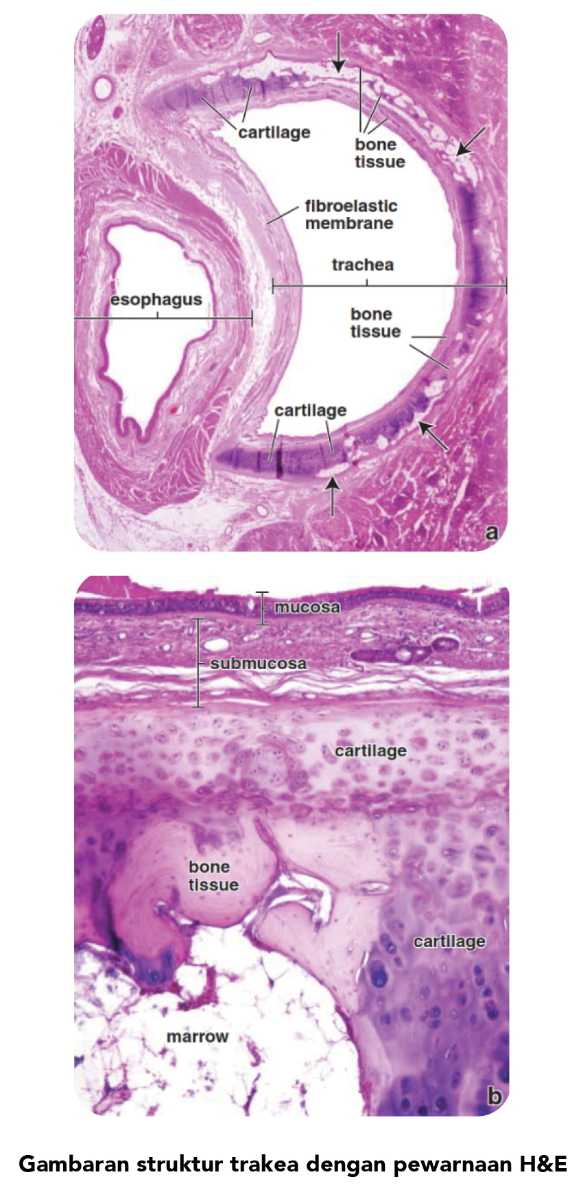 Histologi Saluran Respirasi