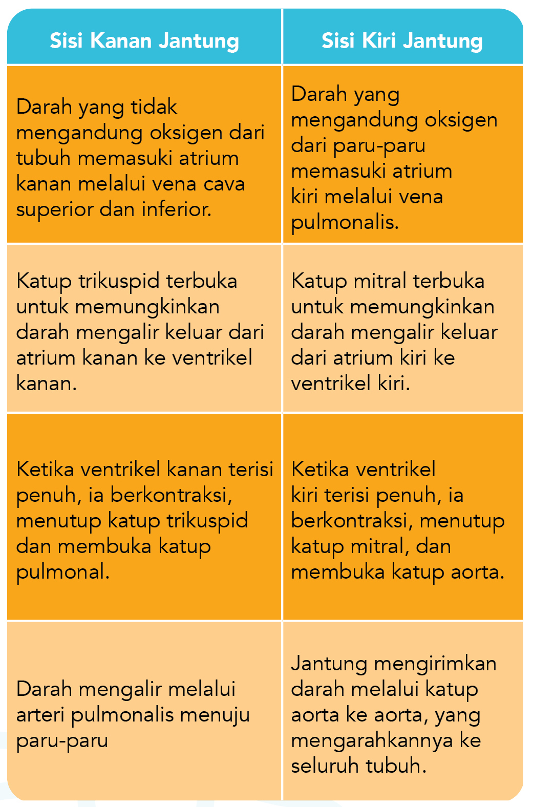 Fisiologi Sistem Kardiovaskuler