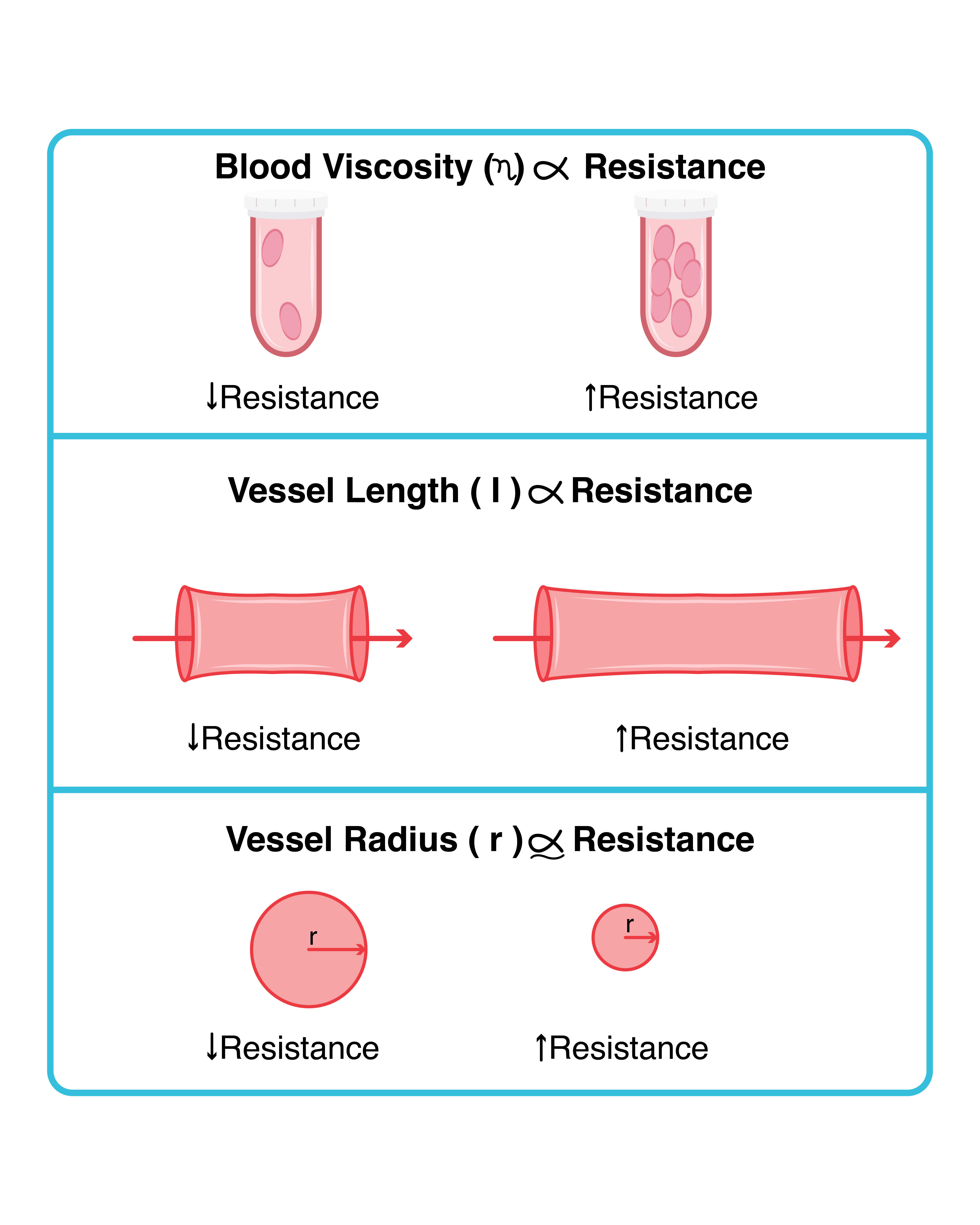 Fisiologi Sistem Kardiovaskuler