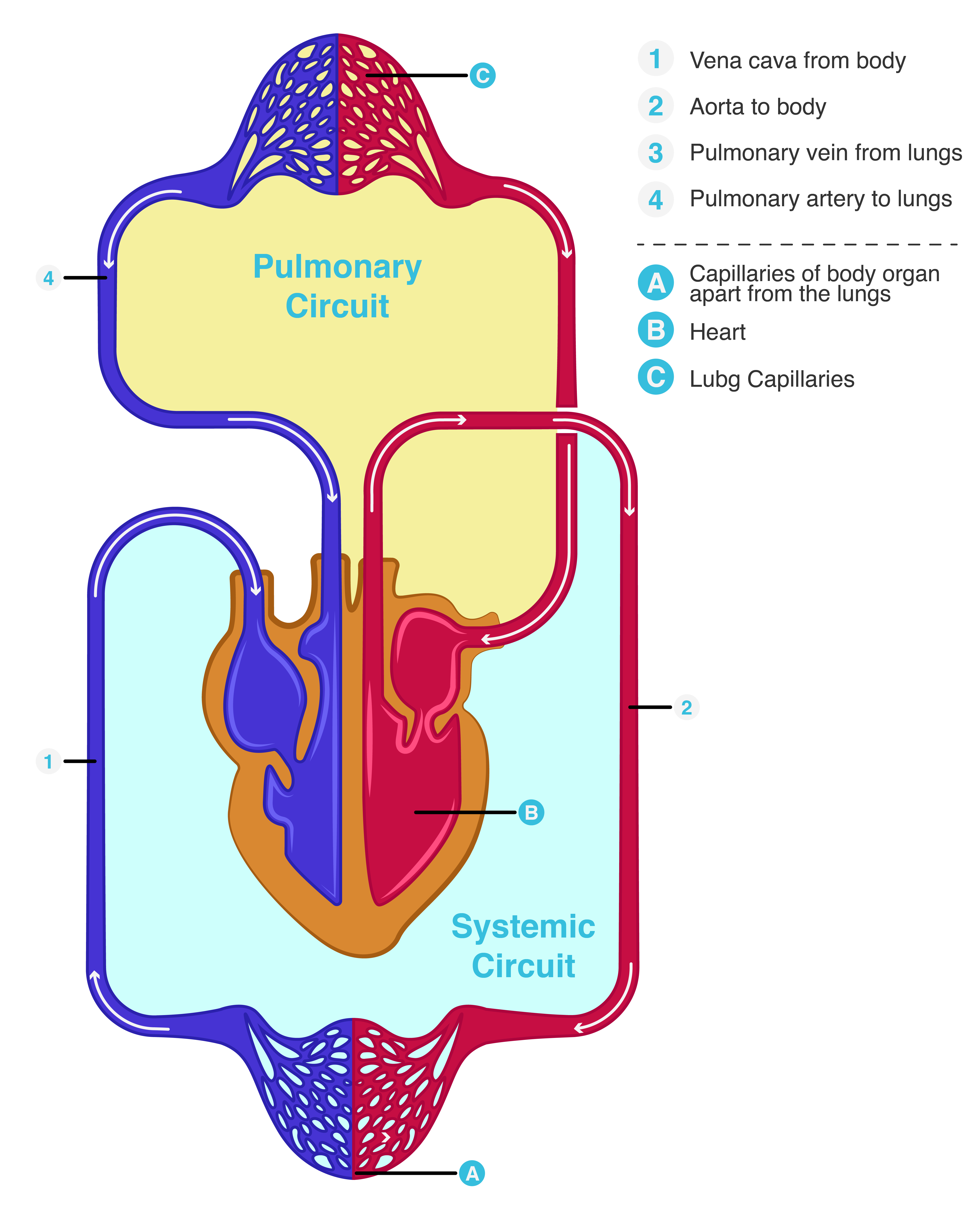 Fisiologi Sistem Kardiovaskuler
