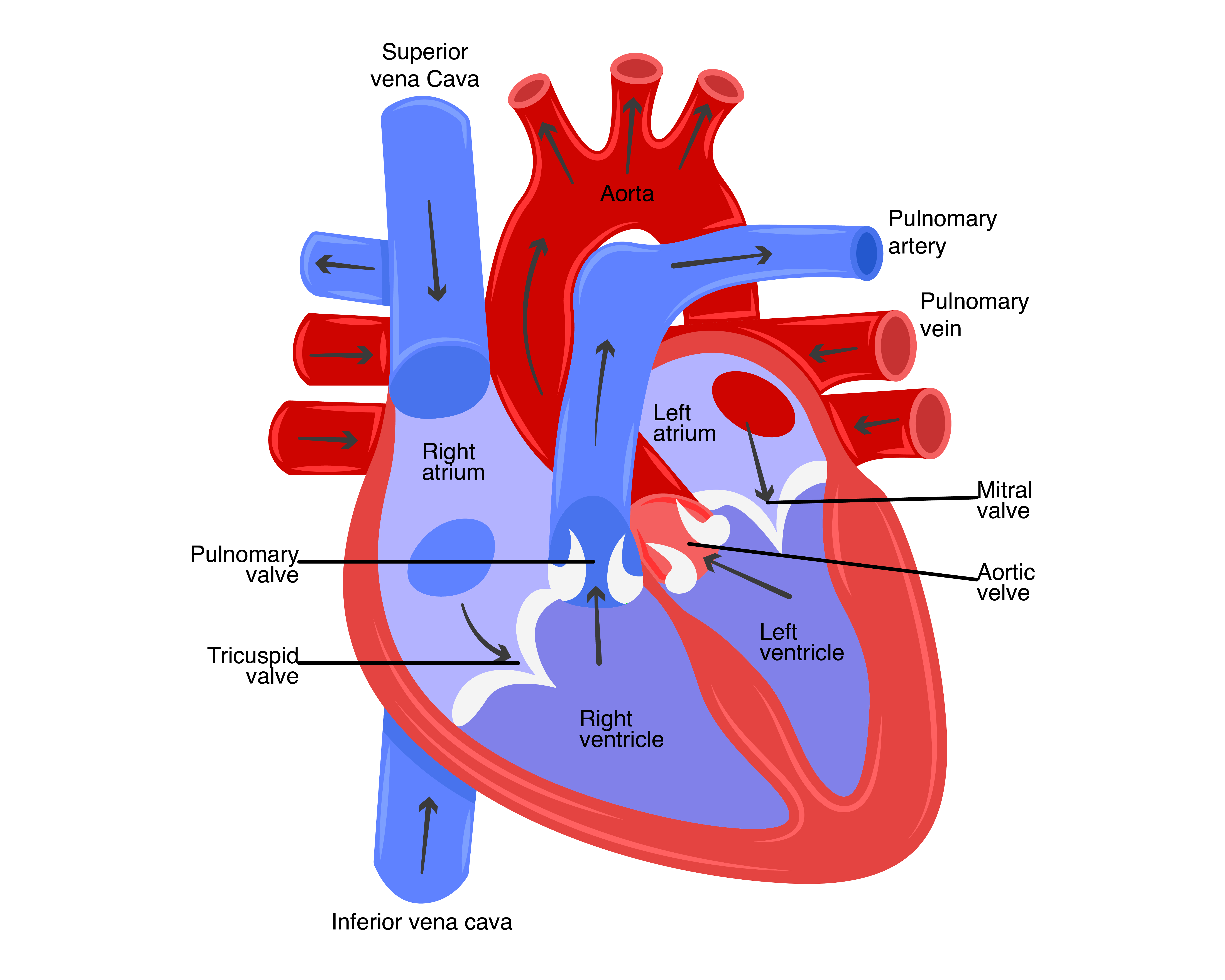 Fisiologi Sistem Kardiovaskuler