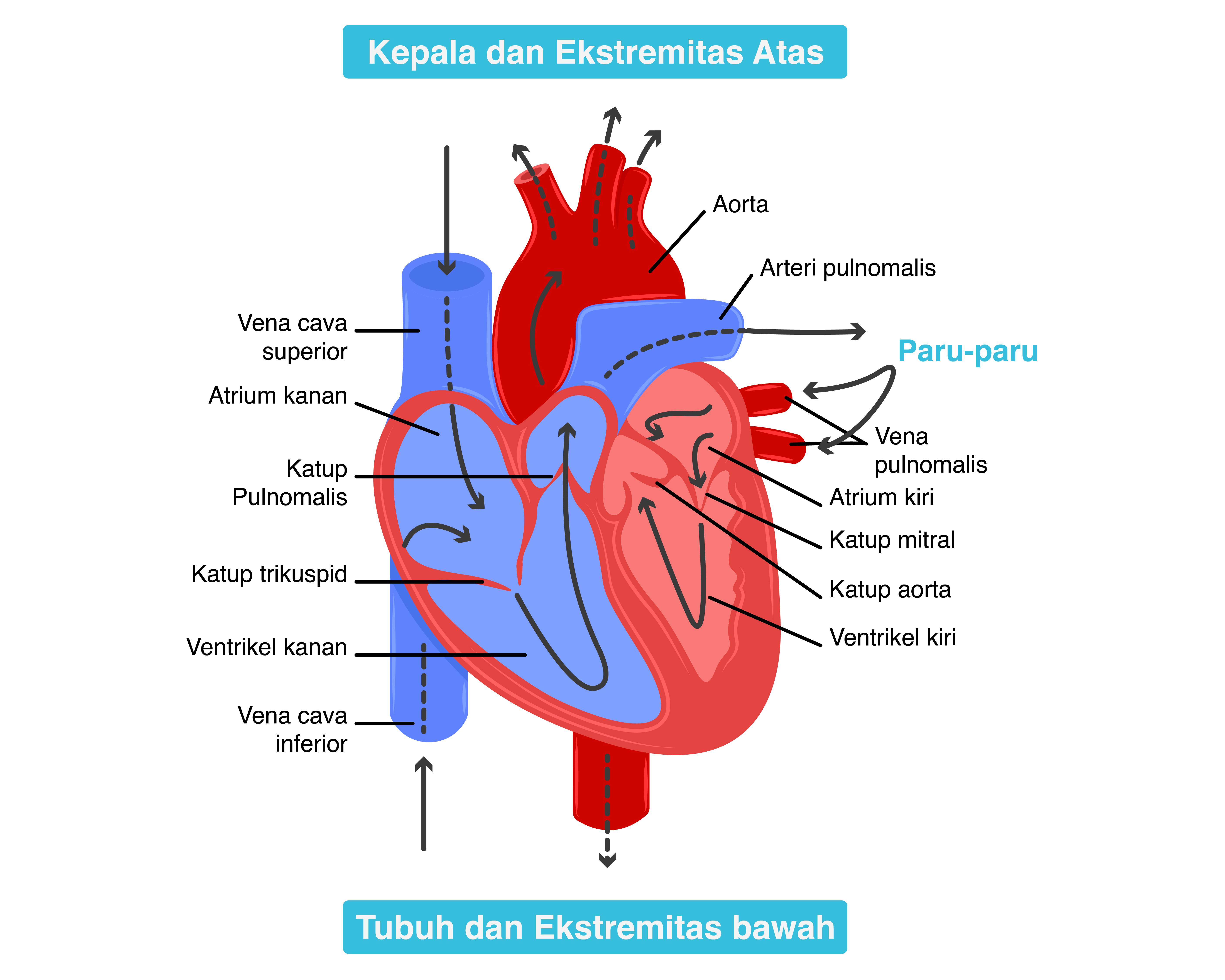 Fisiologi Sistem Kardiovaskuler