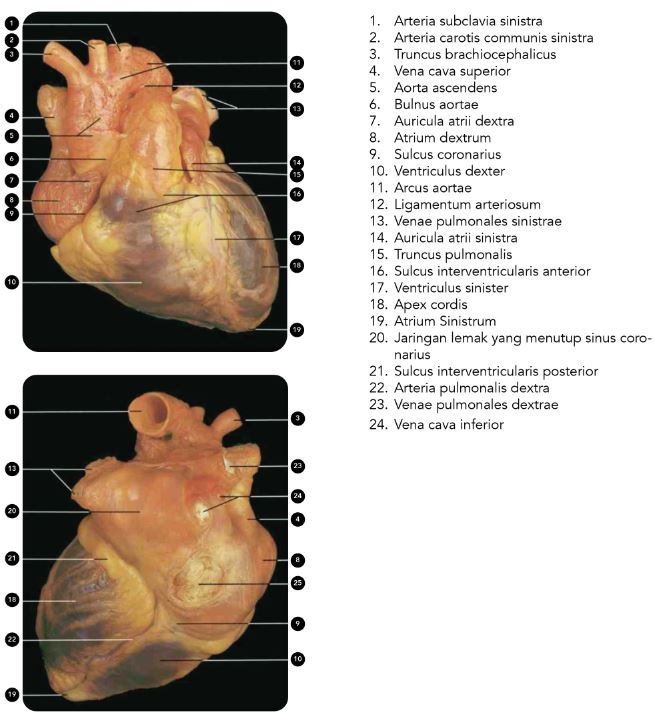 Anatomi Sistem Kardiovaskuler
