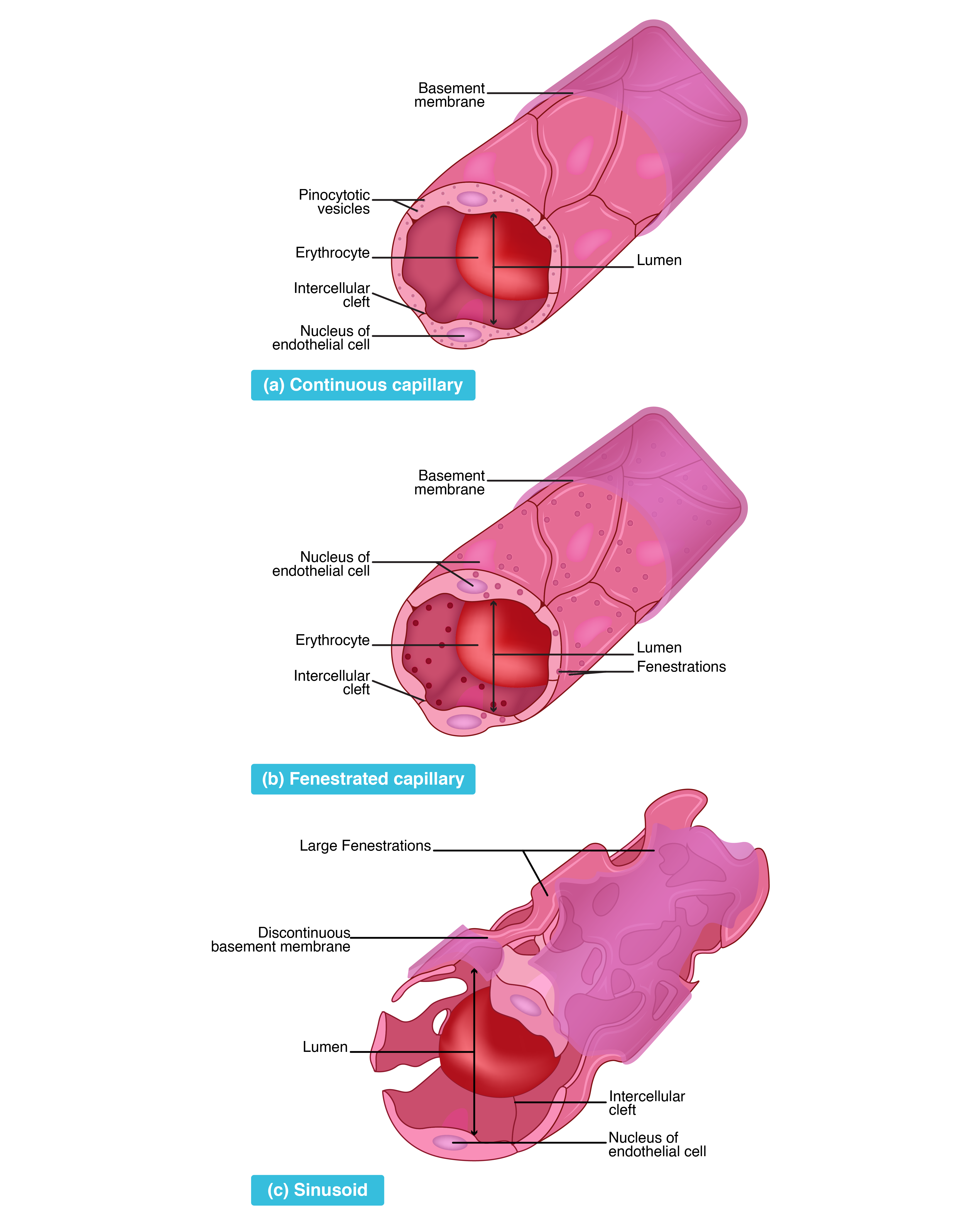 Histologi Sistem Kardiovaskuler