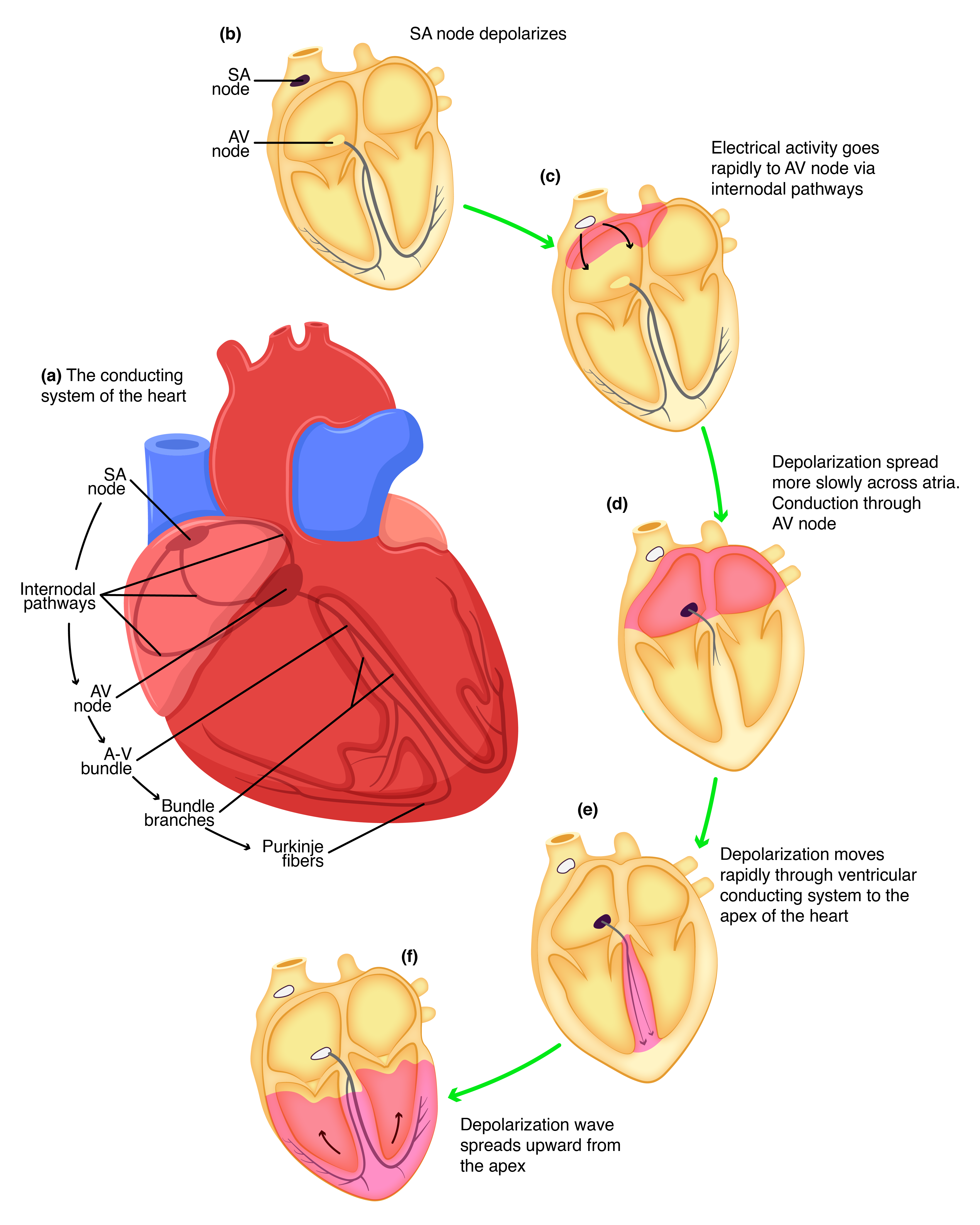 Anatomi Sistem Kardiovaskuler