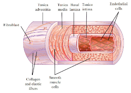 Anatomi Sistem Kardiovaskuler
