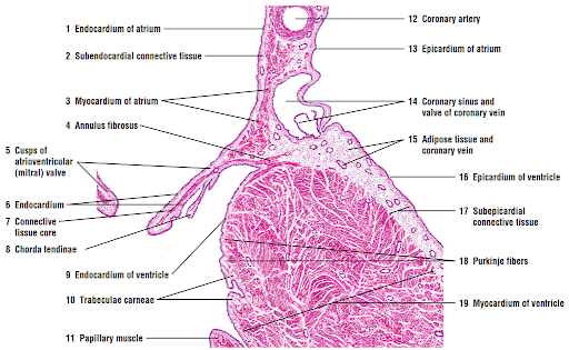 Histologi Sistem Kardiovaskuler